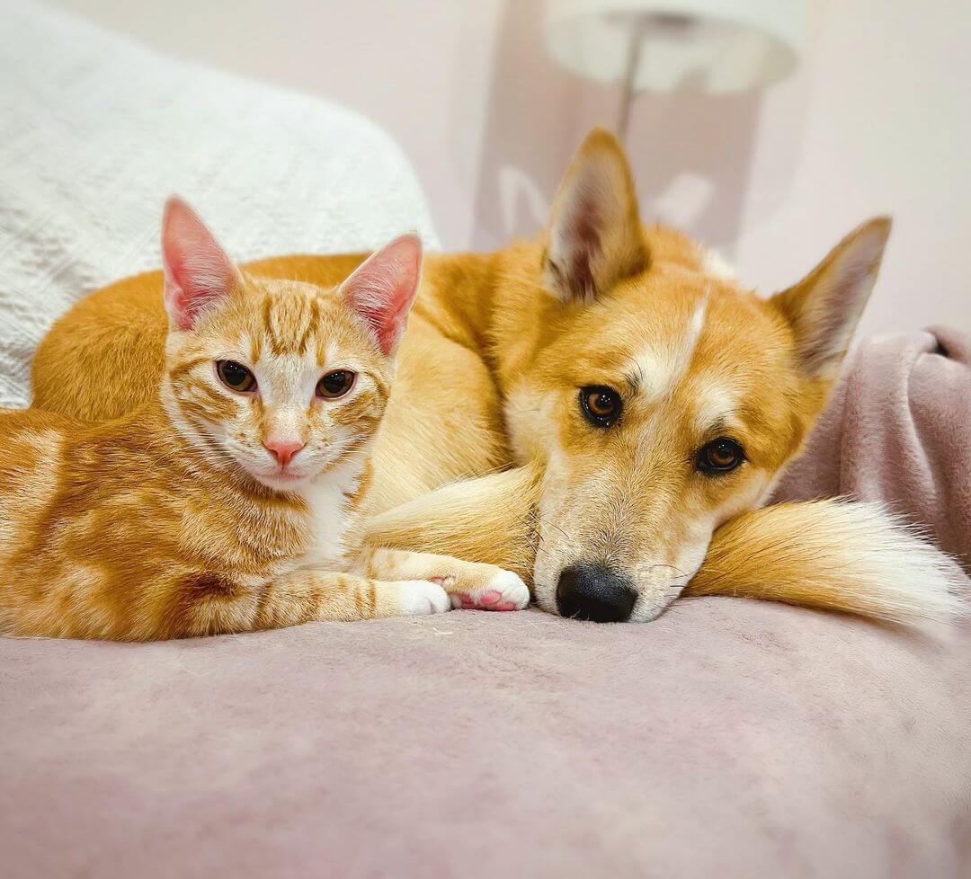 15 Lovely Backyard Pet Grave Ideas (For Dogs and Cats)